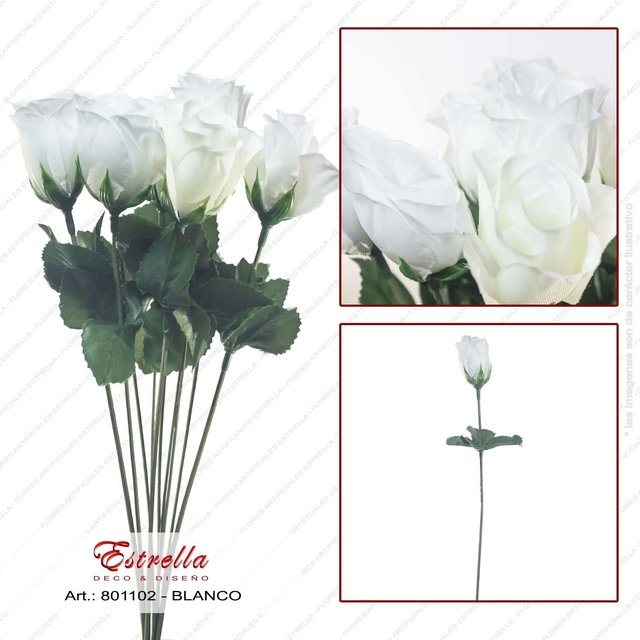 Pimpollo de rosa – Estrella